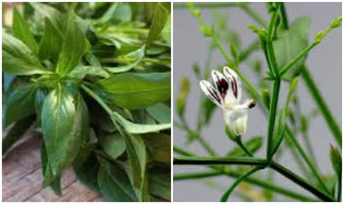 Kalmegh Health Benefits: त्वचा संबंधी रोगों और नींद न आने की समस्या से ...