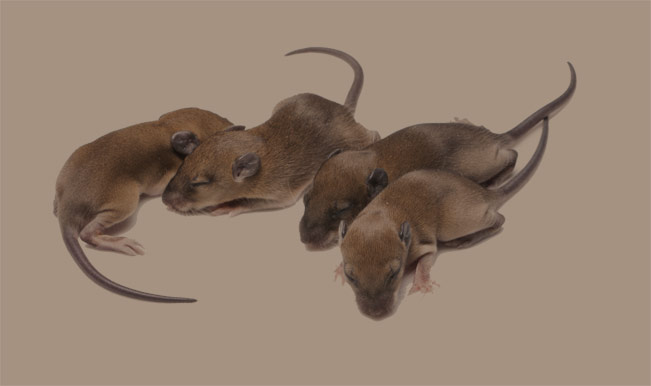 Weird drinks from the world that you’ll never dare to try | India.com