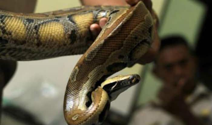 Kerala snake lover successfully hatches 5 baby pythons at home | India.com