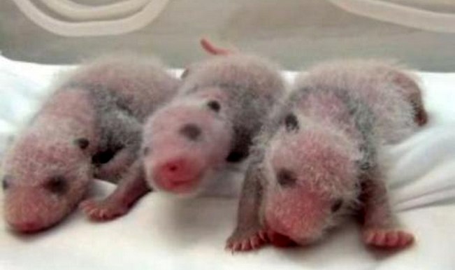 Aw! World’s first surviving panda triplets at Chinese zoo | India.com
