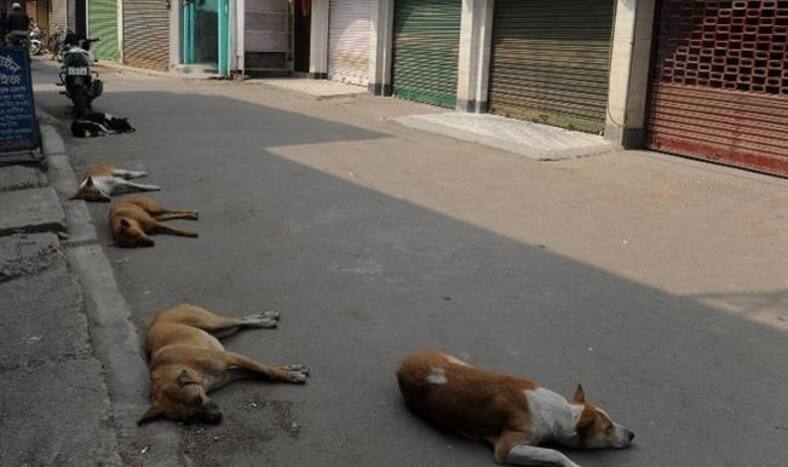 New Delhi’s stray dogs to be part of security squad | India.com