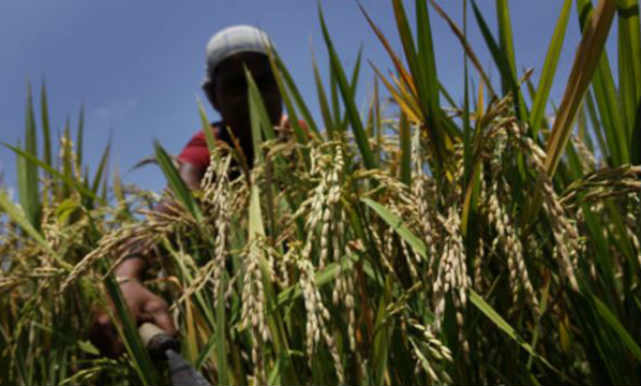 Surface ozone pollution in India killing crops: Study | India.com