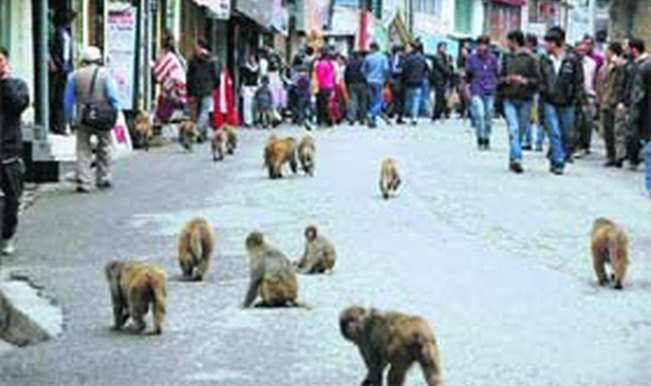 Monkey menace: Lift ban on monkey export for bio-medical research ...