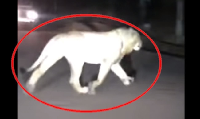 Lion Spotted at Ghodbunder Road in Thane: Watch Full Video to know if ...