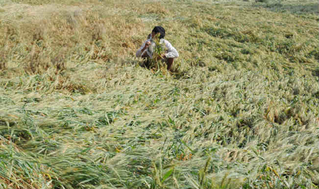 Vidarbha crop crisis: Unseasonal rains and hailstorm destroy 50,000 ...