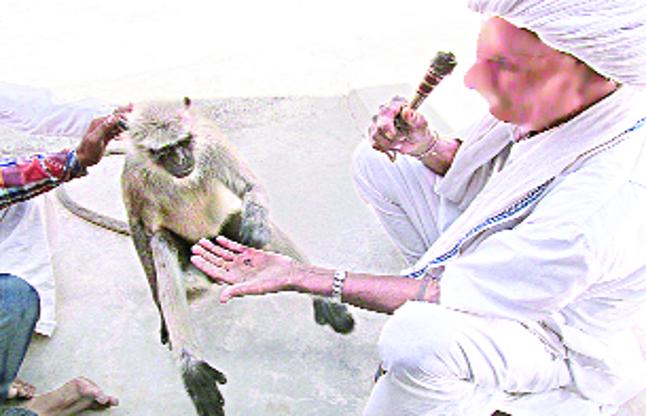 Opium addicted monkey becomes a threat - Latest News & Updates in Hindi ...