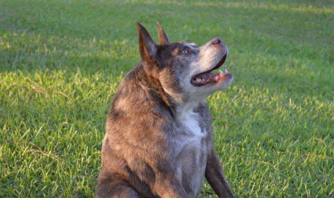 Meet Quasi Modo – The pitbull who wins world’s ugliest dog contest ...
