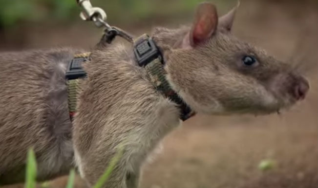 Rats save humans from landmines - Latest News & Updates in Hindi at ...