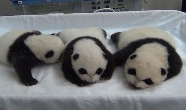 Aww! Miracle panda triplets open their eyes for the first time! (Watch ...