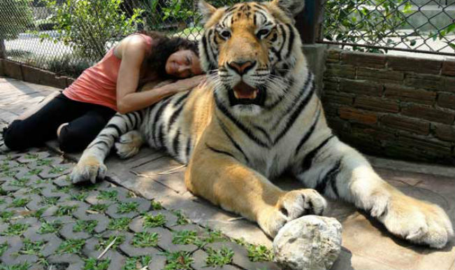 International Tiger Day: 10 things You Need to Know about India’s ...