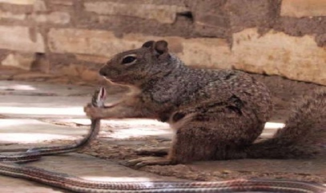 Picture of squirrel eating snake goes viral - Latest News & Updates in ...