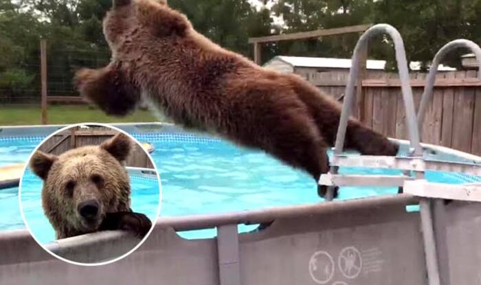 Video Of Bruiser Bear In Swimming Pool Will Leave You With A Big Smile
