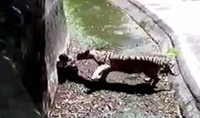 White Tiger video: New footage of the deadly tiger attack on mentally ...