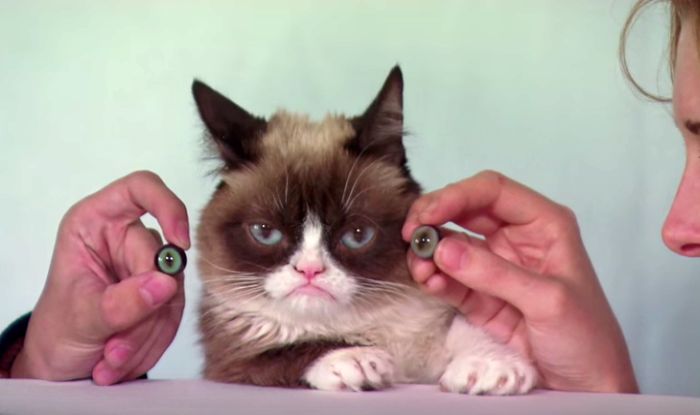 OMG! Grumpy Cat to get waxed at Madame Tussauds Museum and she’s ...