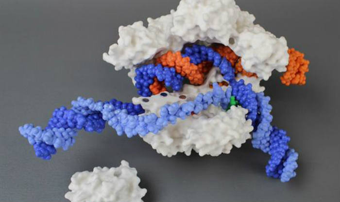 3D-printed protein models may help treat cancer | India.com