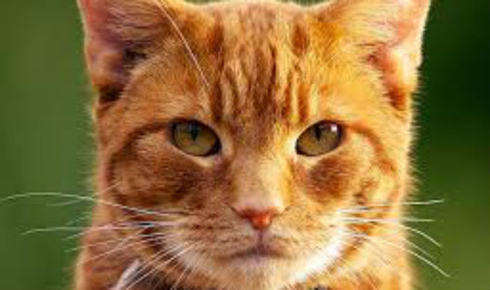 Awww! Little kitten Neo copies mother’s actions | India.com