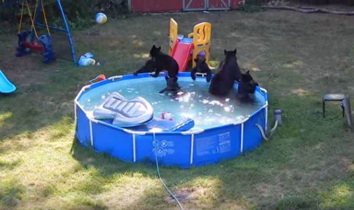 Watch family of bears partying in backyard swimming pool | India.com
