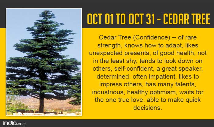 Which tree type best fits your personality? | India.com