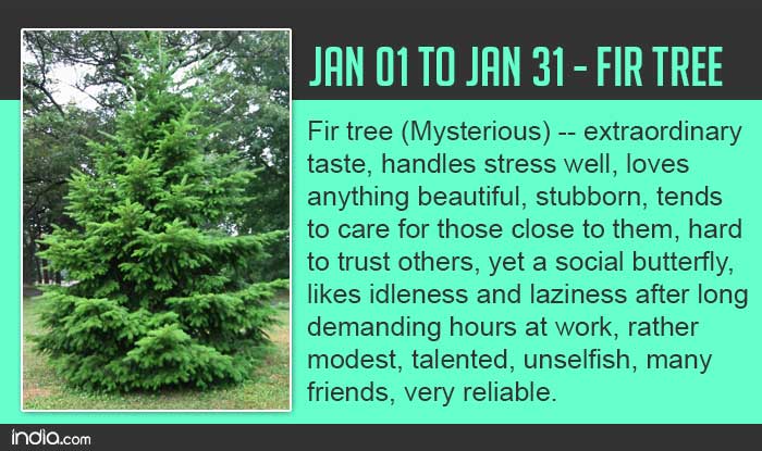 Which tree type best fits your personality? | India.com