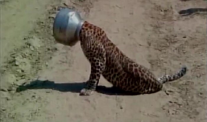 Rajasthan: Utensil gets stuck in leopard’s head, animal struggles for ...