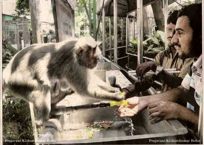 Wow! This monkey helping two blind men drink water will leave you with ...
