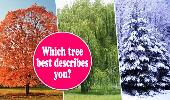 Which tree type best fits your personality? | India.com