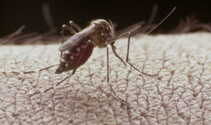 This video will educate you about Dengue virus infection | India.com