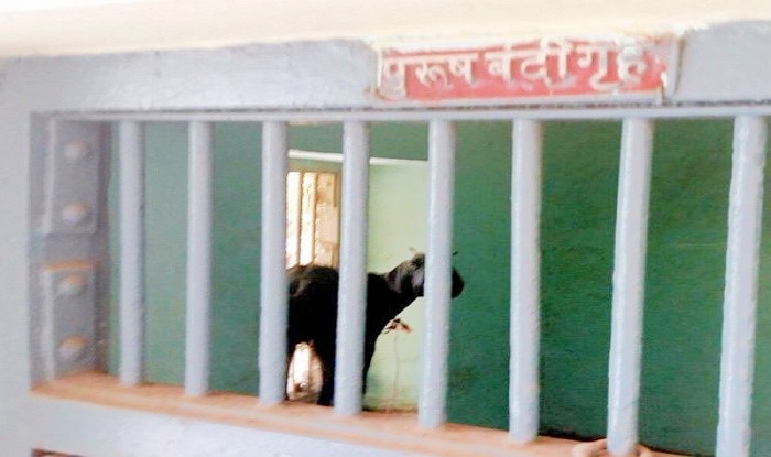 goat | Jail | Parbhani | Maharashtra Police | parrot | तोते के बाद अब ...