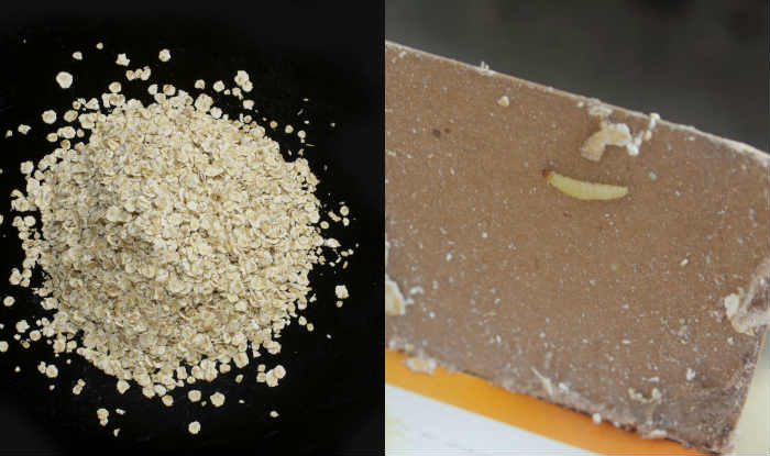 Shocking! Worms, bugs found in oats packet; samples taken for checks ...