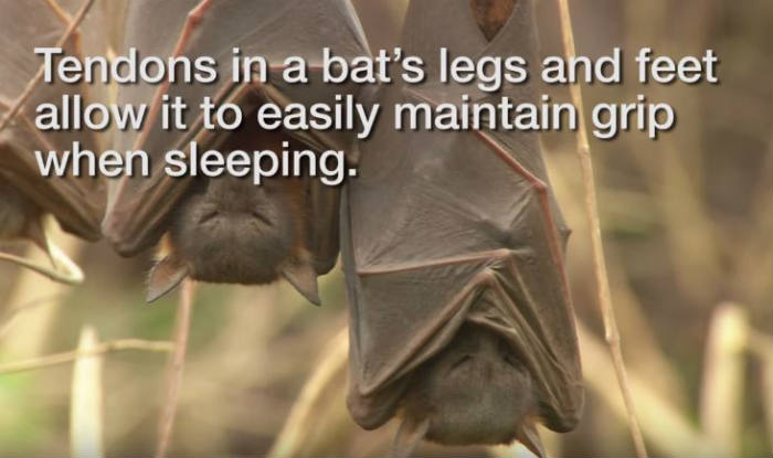 This is How Different Animals Sleep | India.com