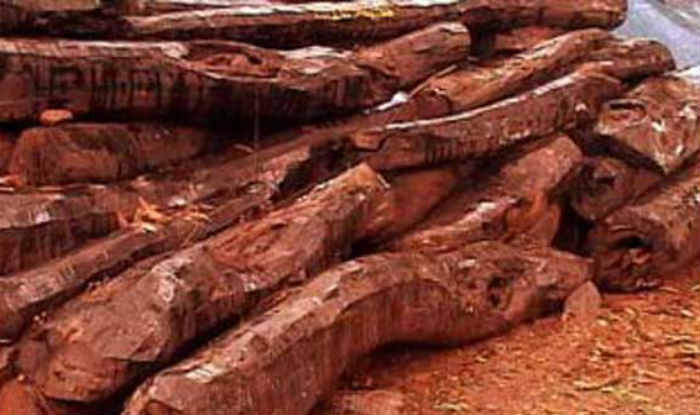 Third phase of red sanders auction may fetch over Rs 800 crore | India.com