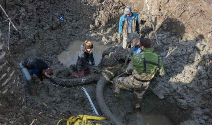 Farmer discovers remains of woolly mammoth in US | India.com
