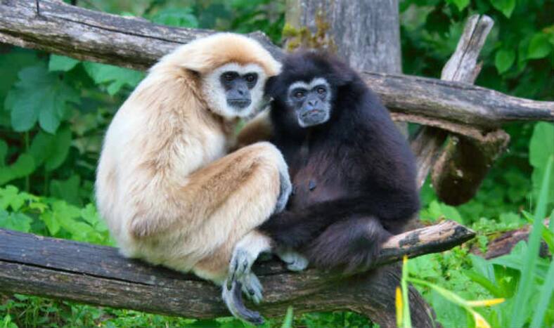 Arunachal Pradesh launches programme on conservation of Eastern Hoolock ...