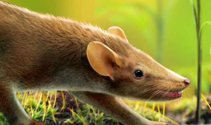 Scientists find fossil of ancient hedgehog-like mammal – Spinolestes ...