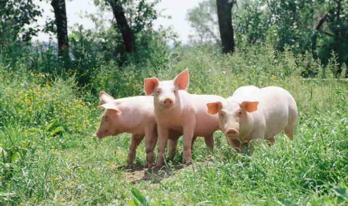 Gurgaon DM issues orders to curb pig menace | India.com
