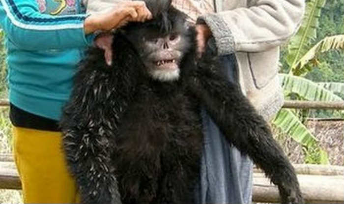Sneezing monkey among 200 new species discovered in Himalayas | India.com