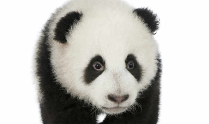 china | Gansu | panda | चीन में मांसाहारी पांडा के लड़ते हुए वीडियो ...