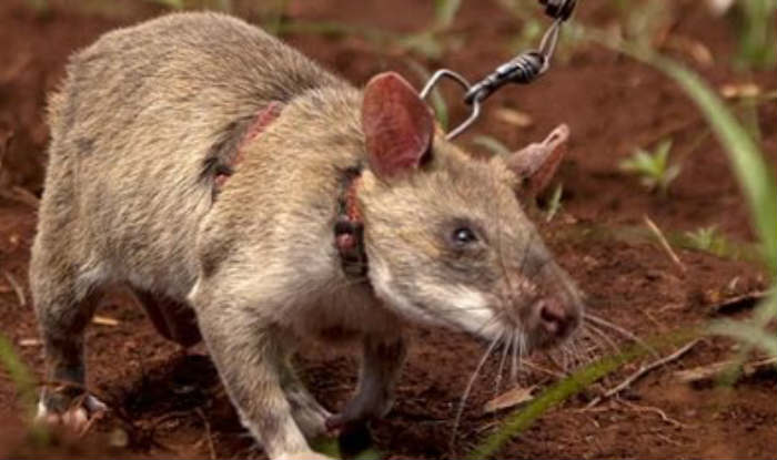 Scientists create virtual rat brain | India.com