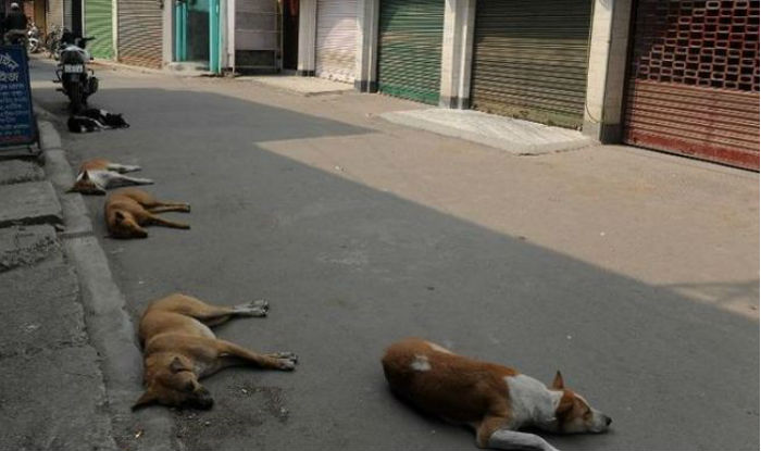 Animal Welfare Board demands action against Stray Dog Eradication Group ...