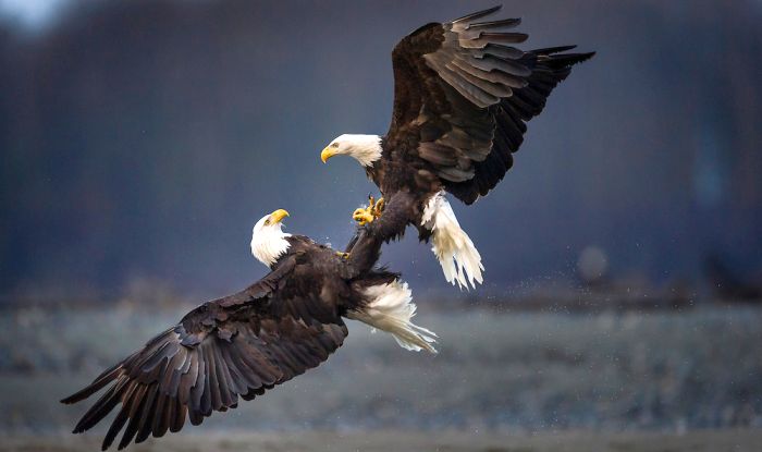 11 Slow-motions animal pictures that will leave you simply stunned ...