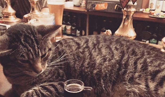 These pictures from cat pub in UK will make you go meeooww! | India.com