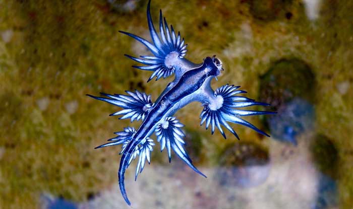 Blue dragon resurfaces between Australia and New Zealand | India.com