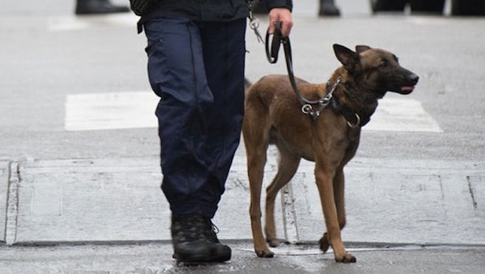 French police dog killed by jihadists during Paris raid! #JeSuisChien ...