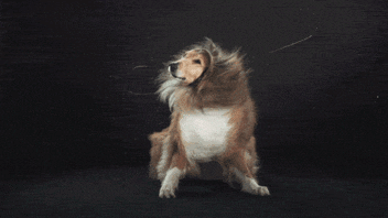 11 Amazing pictures of animals doing things in slow motion will stun ...