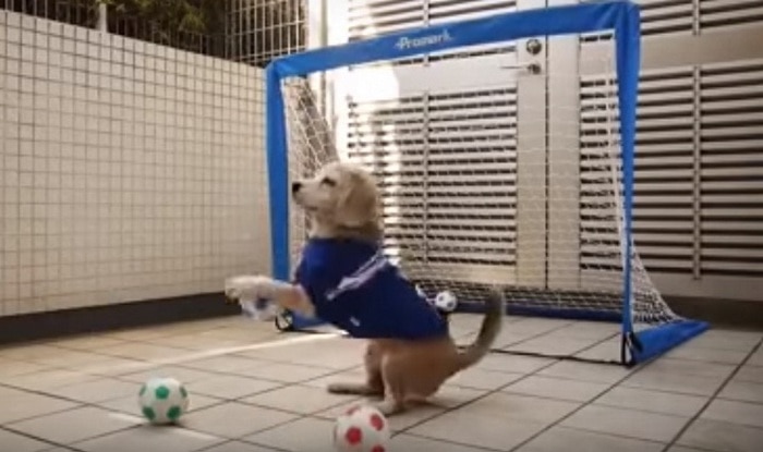 This dog’s goalkeeping skills, is stuff legends are made of! (Video ...