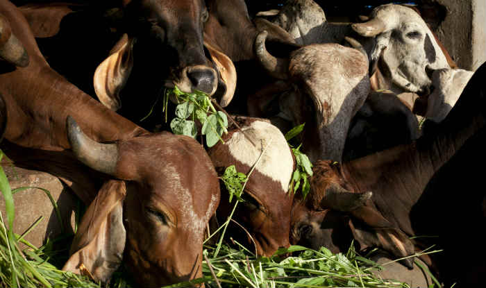 Focus on cow, Ganga and Bhagwat Gita: Tanzeem Fatima | India.com