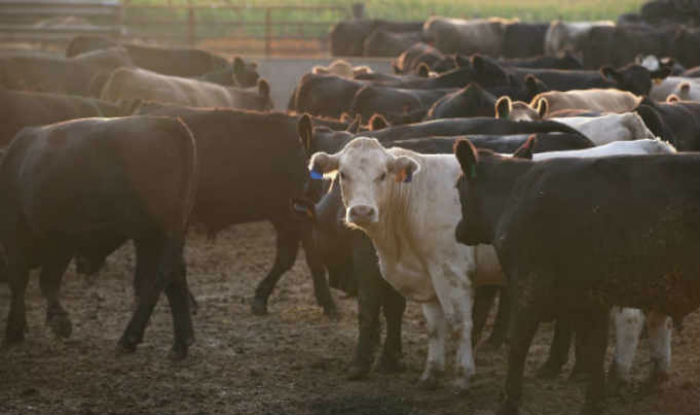 Asia’s largest cattle fair begins in Bihar | India.com
