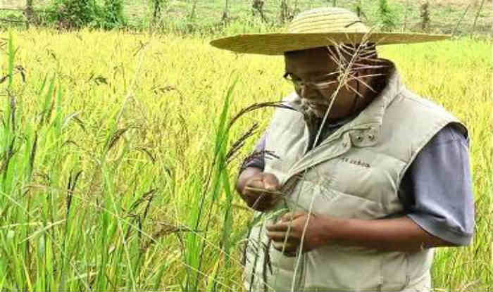 A Manipuri farmer’s passionate desire to preserve traditional rice ...