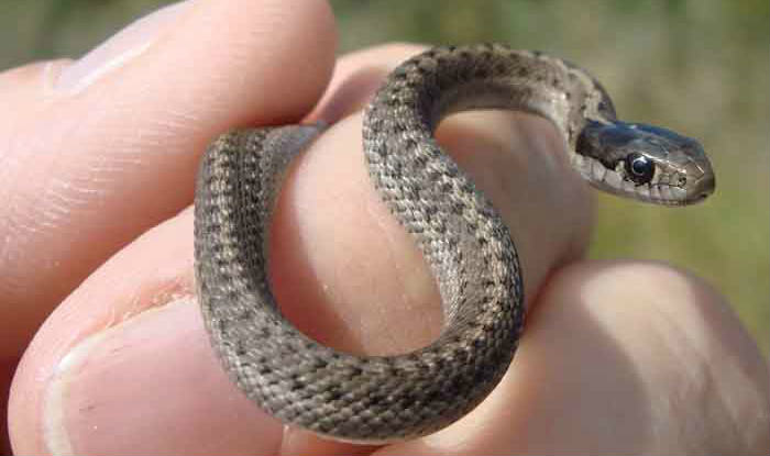 How snakes got legless | India.com