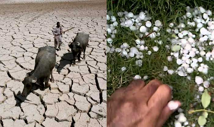 Hailstorm, rains lash parts of Himachal Pradesh, crops destroyed ...